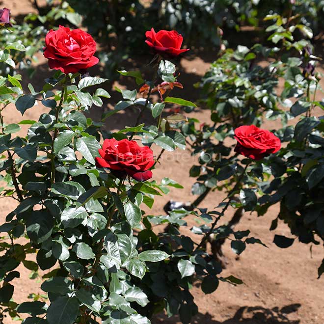 バラ サムライ｜ROSE Samourai｜花の手帖のwebバラ図鑑