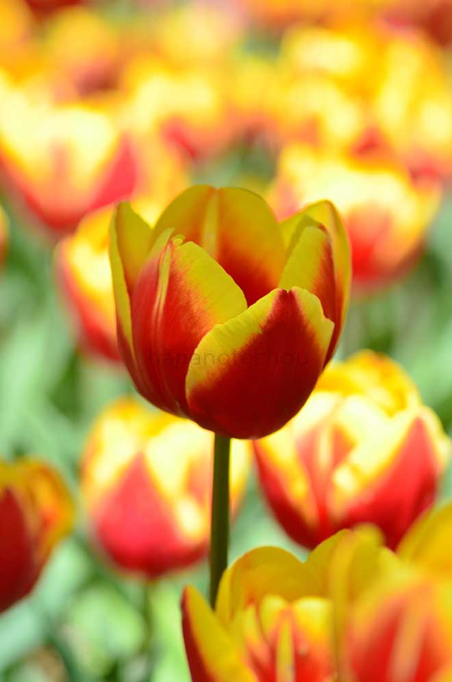 チューリップ ダウ ジョーンズ｜TULIP Dow Jones｜花の手帖のチューリップ図鑑