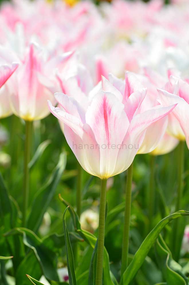 チューリップ ホーランド チック ｜TULIP Holland Chic｜花の手帖のチューリップ図鑑